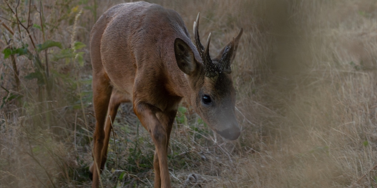 The lure of the roe buck - BASC