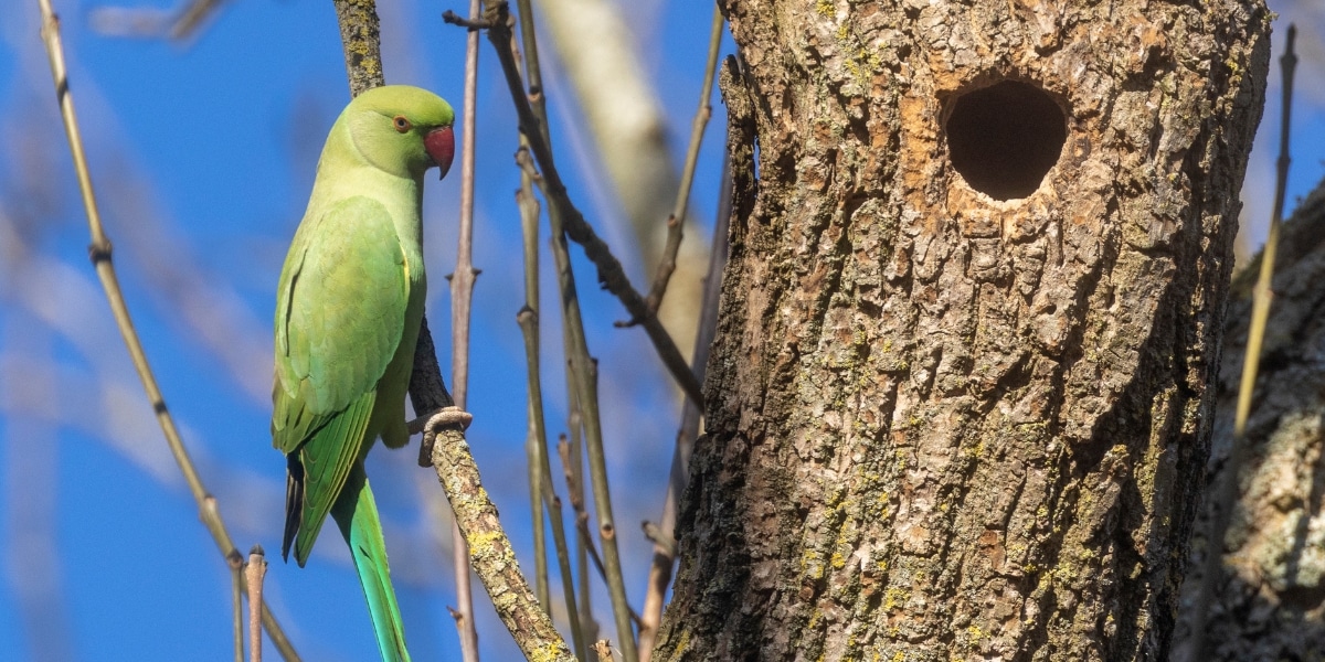 Invasive species ABC - BASC