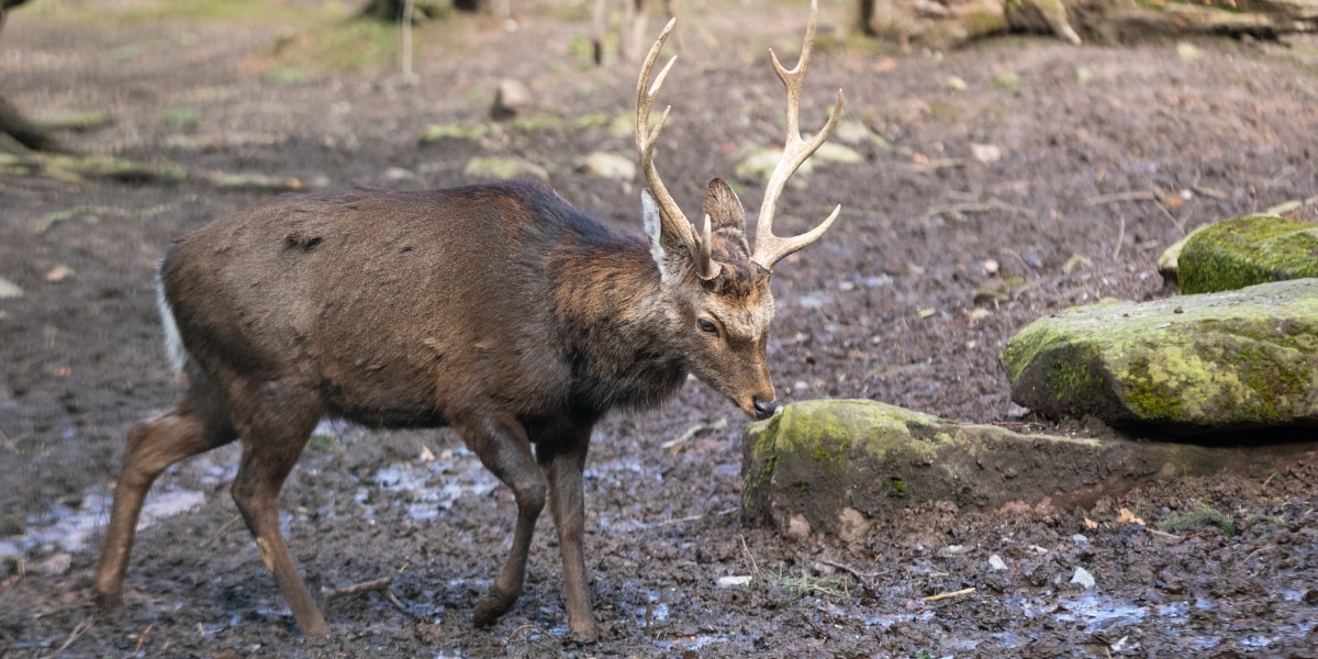 Invasive non-native deer species in the UK - BASC