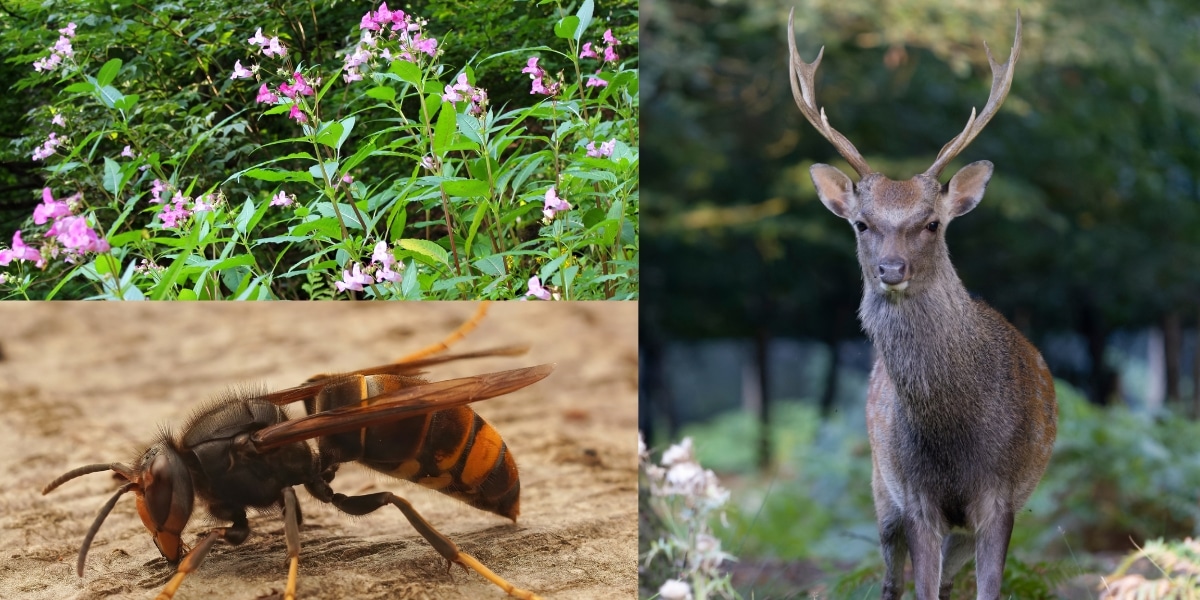 Quick guide on invasive species - what you should know