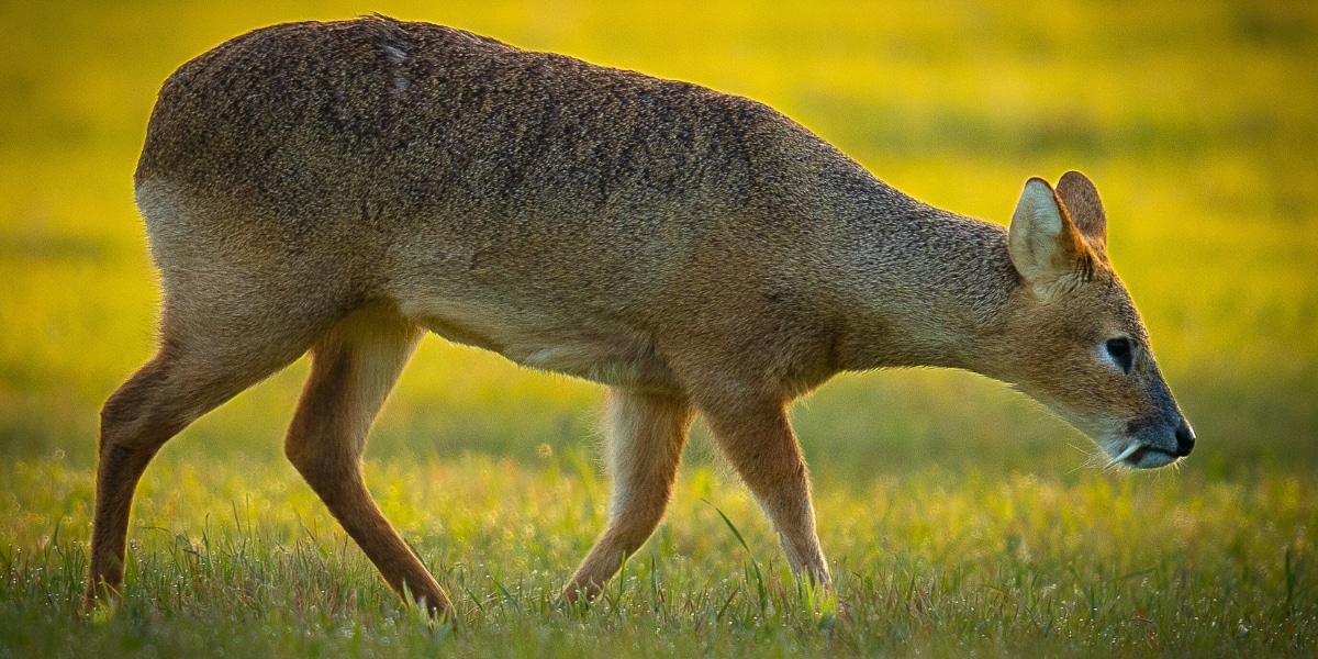 Invasive non-native deer species in the UK - BASC