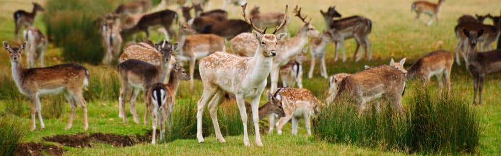 Invasive non-native deer species in the UK - BASC