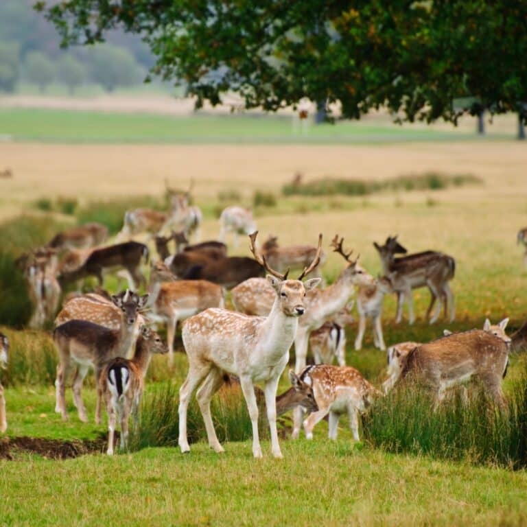 Invasive non-native deer species in the UK - BASC