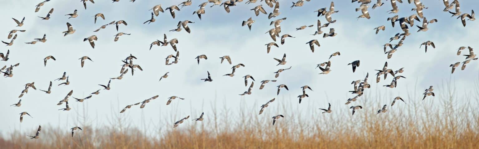 The art of pigeon shooting - BASC