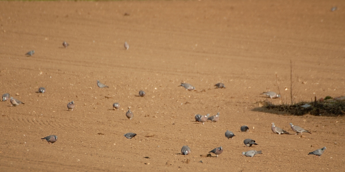 The art of pigeon shooting - BASC