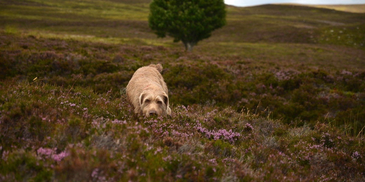 Slovakian rough-haired pointer: breed spotlight