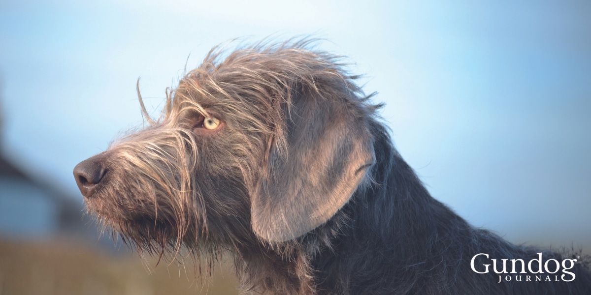 Slovakian rough-haired pointer: breed spotlight