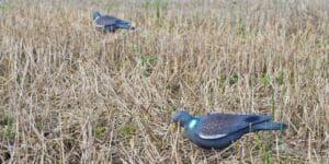 The general licences explained - BASC