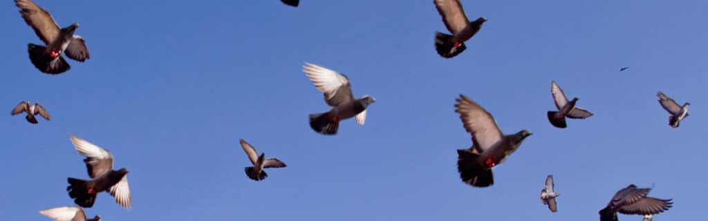 The general licences explained - BASC