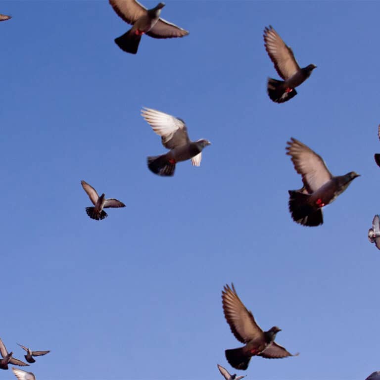 The general licences explained - BASC