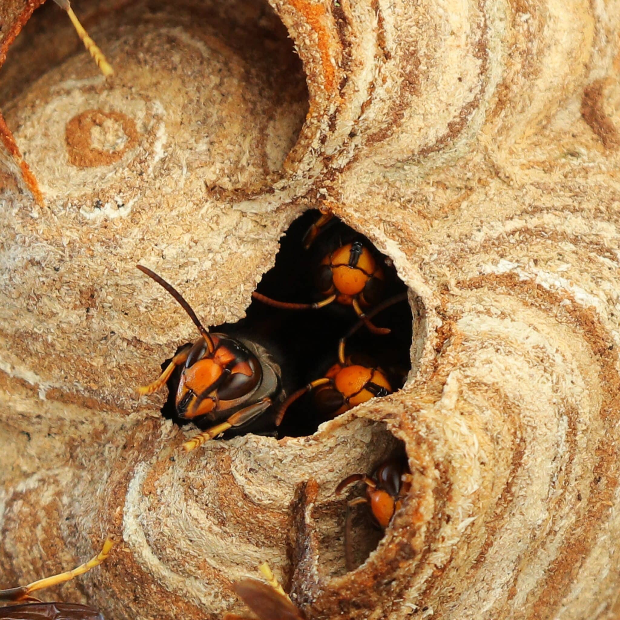 Asian Hornet Week: identifying a dangerous invader