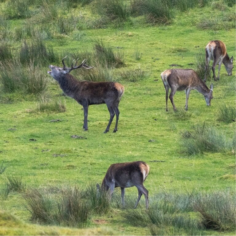 What's next for deer management in Scotland? - BASC