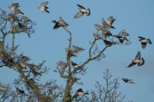 General licences - BASC