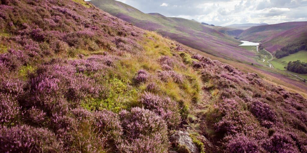 Sensible delay to Scottish muirburn licensing rollout - BASC