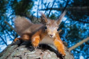 Help gather evidence of grey squirrel damage to trees - BASC