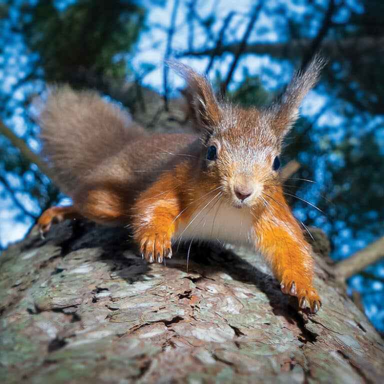 Squirrel wars - BASC