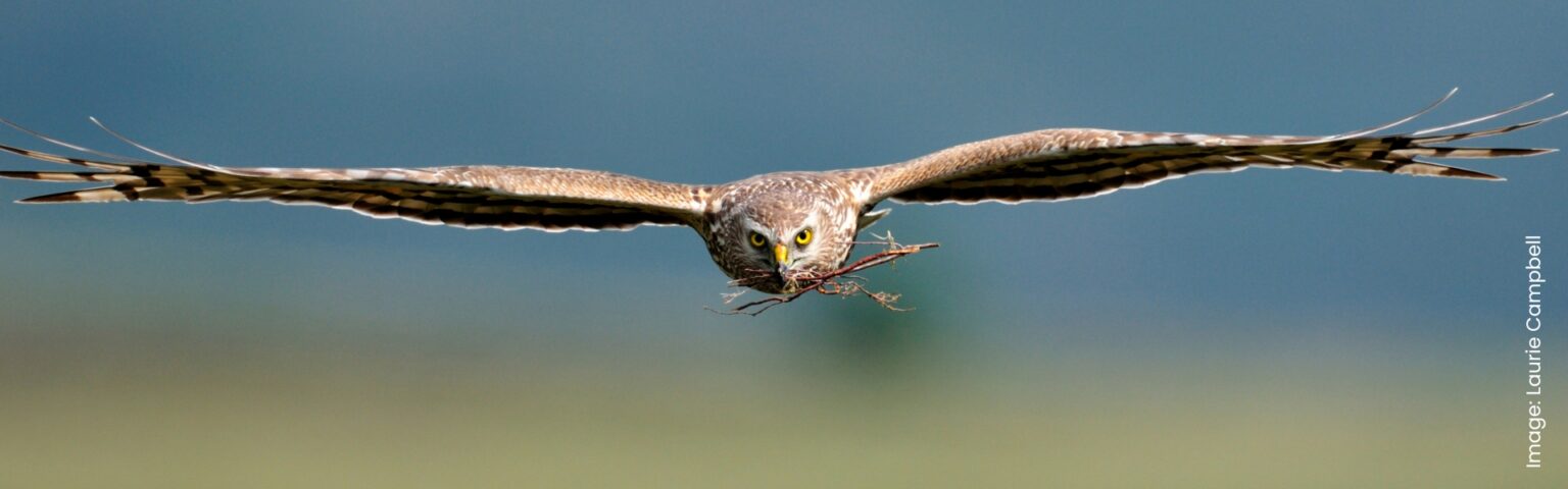Hen harrier recovery should be celebrated, not denigrated - BASC