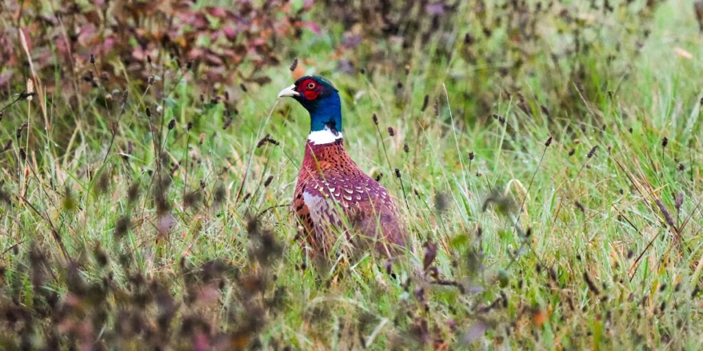 Natural England adds new online form for GL43 reporting - BASC