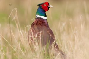General licences - BASC